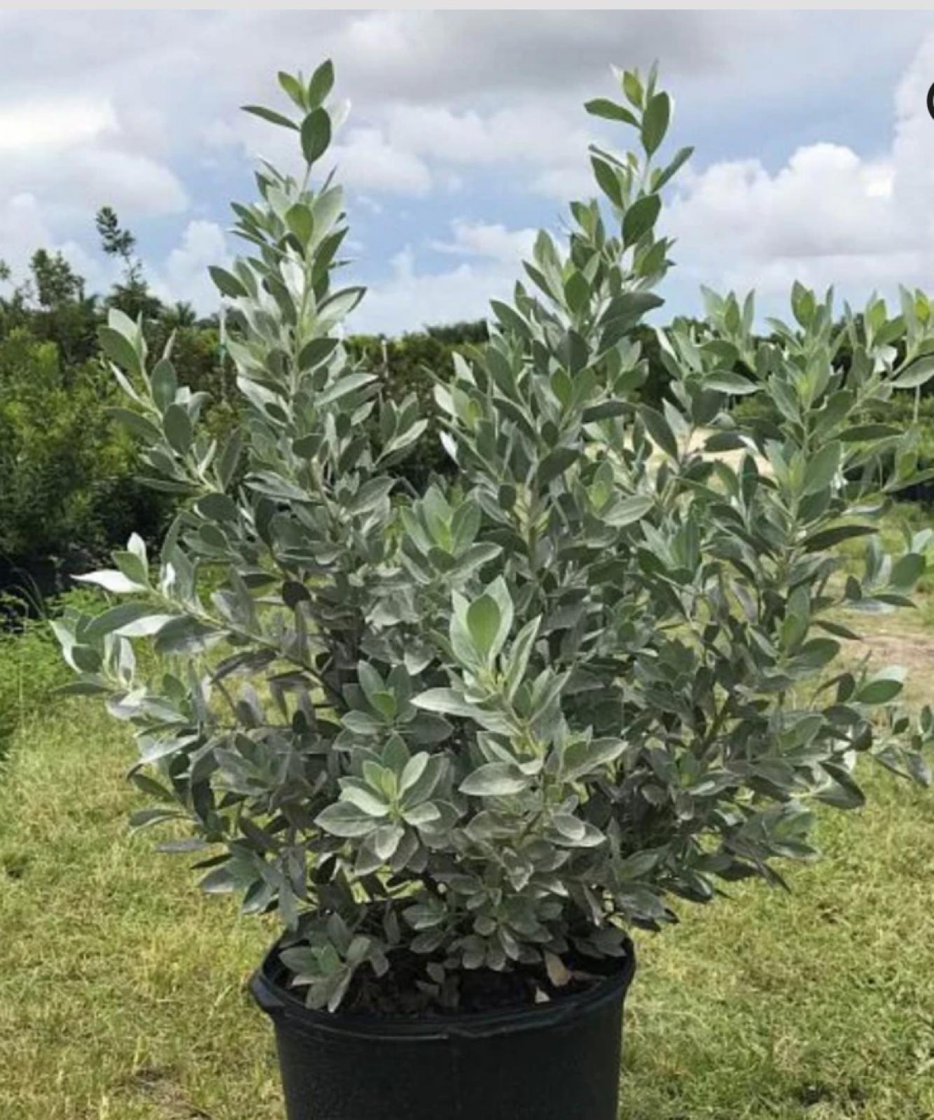 Silver Buttonwood (Tree) – Conocarpus Erectus ‘Sericeus’ – Plants Miami